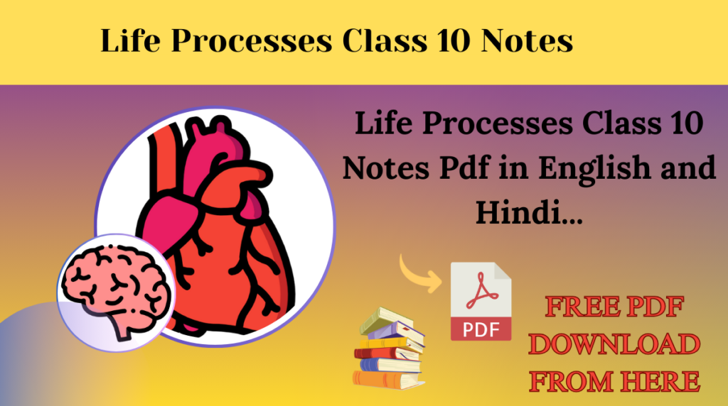 Life Processes Class 10 Notes Pdf in English and Hindi... - freejobalert18